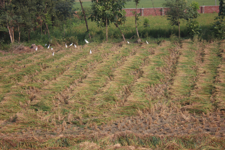 The Folklore of Ghaagh-Bhaddri – TARADHA FARMS